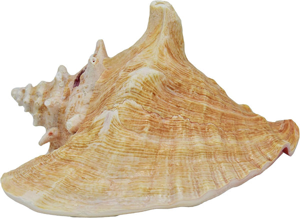 Jumbo HUGE Bahama Conch Seashell (Pink) - Bahamas Pink Conch Shell - 9 ...